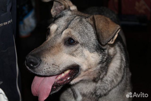 Собаки бесплатно в добрые руки