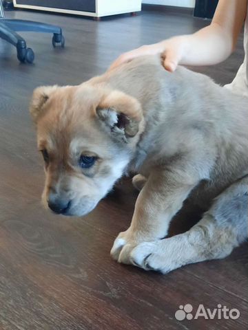 Среднеазиатская овчарка алабай щенки