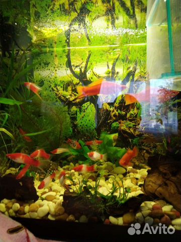 Мальки меченосцев