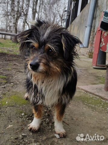 Чубака ищет дом