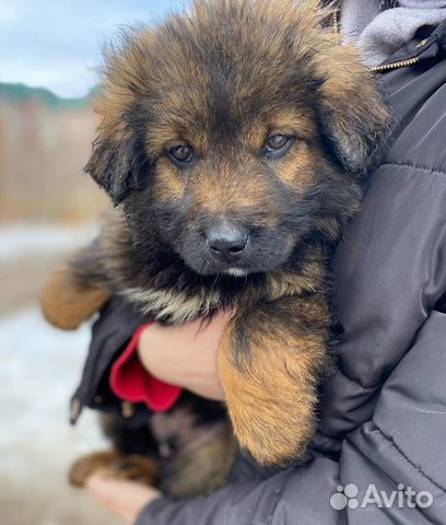 Щенок в добрые руки
