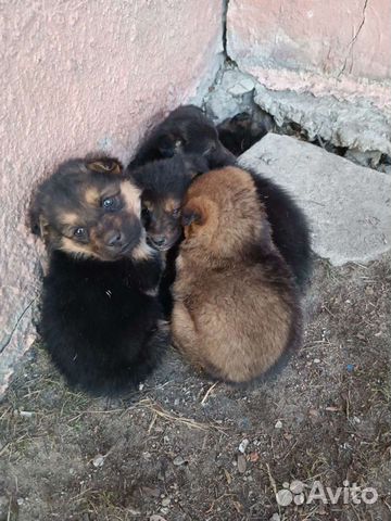 Щеночки в добрые руки