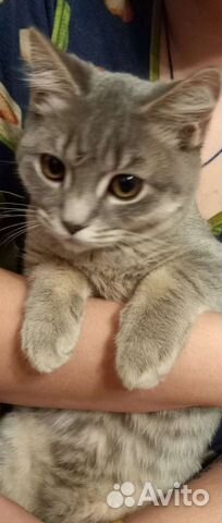 Шотландский кот 5 мес