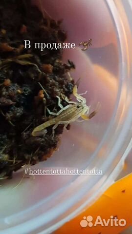 Скорпионы Hottentotta Hottentotta