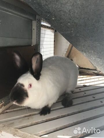 Продаю кроликов. Калифорнийские
