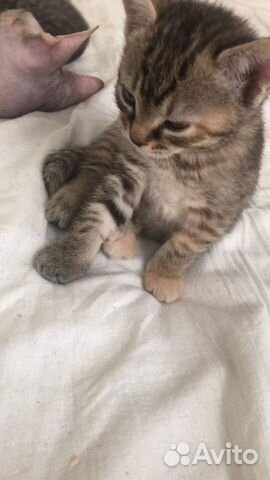 Котята в добрые руки, трех цветная