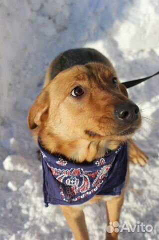 Дружелюбная собака, которой постоянно достаётся