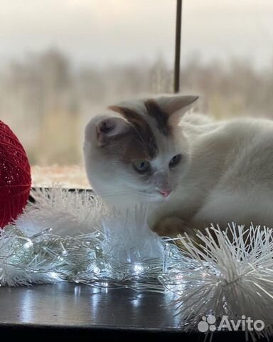 Дон Себастьян ищет дом