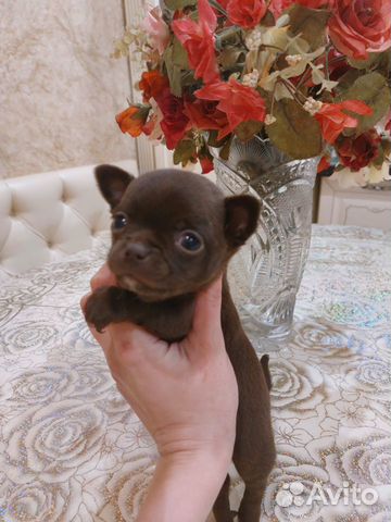 Щенки чихуахуа