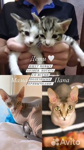 Котята в добрые руки