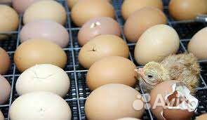 Выведу цыплят в инкубаторе