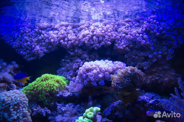 Живые кораллы
