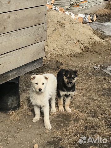 Собака, щенки на охрану