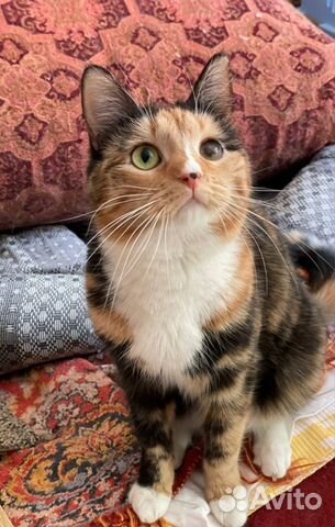 Несчастная Мишель 1,5 года ищет дом и мампап