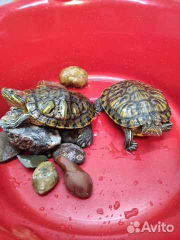 Красноухая черепаха бесплатно