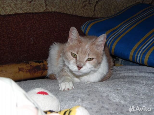 Кошка