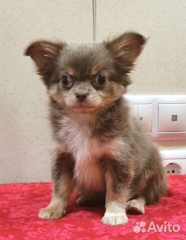 Чихуахуа гш лиловый триколор