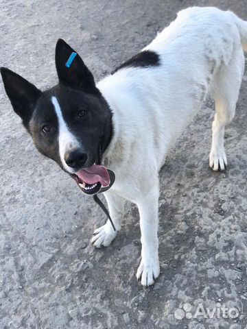 Собачка Элька ищет дом