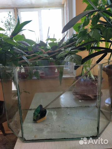 Аквариум