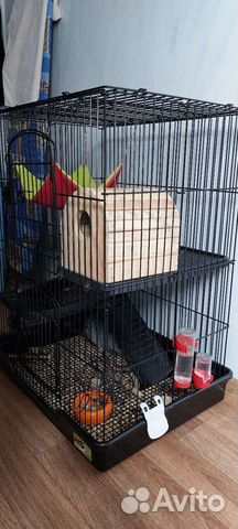 Шиншилла и клетка с аксессуарами