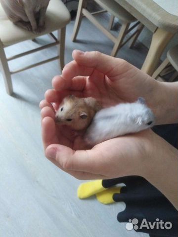 Джунгарский хомяк