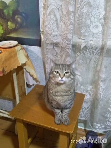 Кошка груша в добрые руки