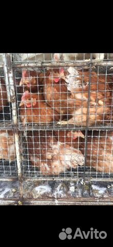 Куры молодки оптом