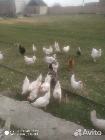 Куры молодки несушки