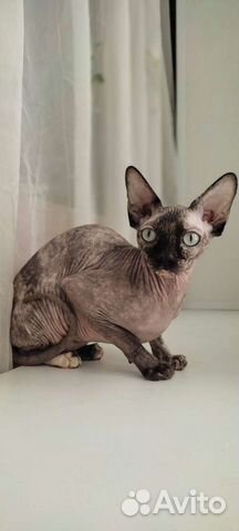 Вязка кошка ищем кота