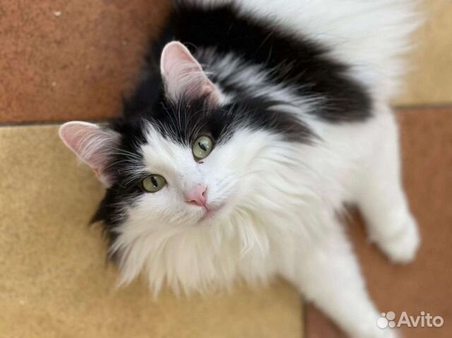 Котодети из приюта ищут своих родителей