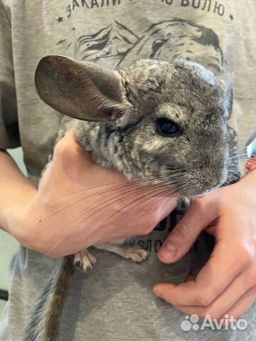 Шиншилла (девочка) с большой витриной