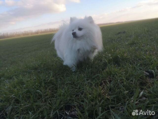 Немецкий шпиц вязка