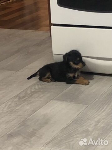Продам щенка