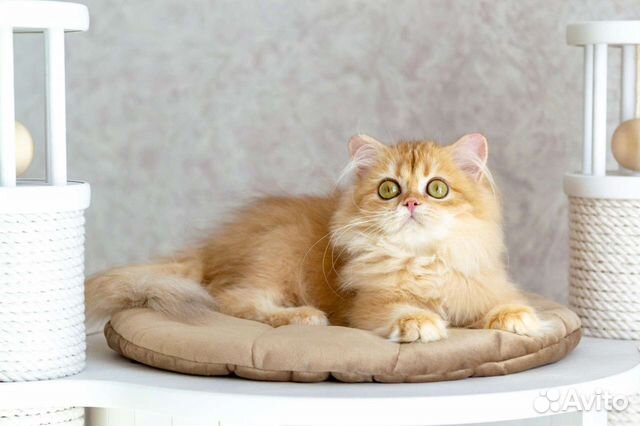 Британские котята золотая шиншилла
