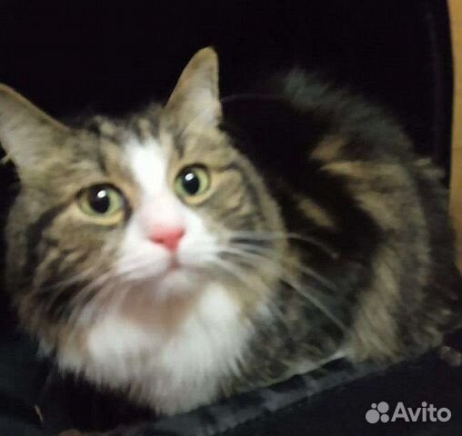 Сибирский кот в добрые руки