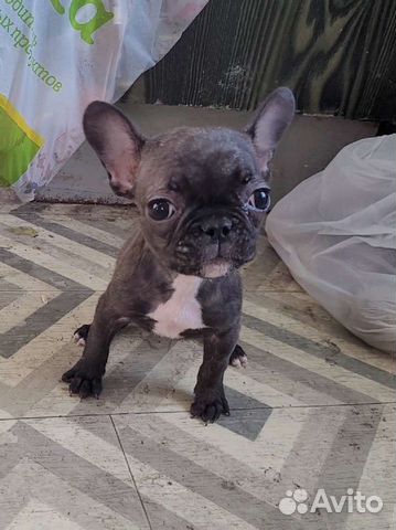 Мини француженка