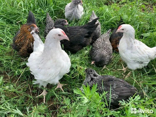 Куры цыплята
