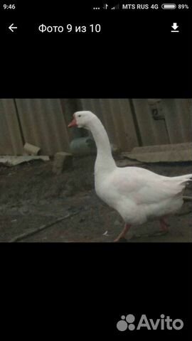 Живые гуси
