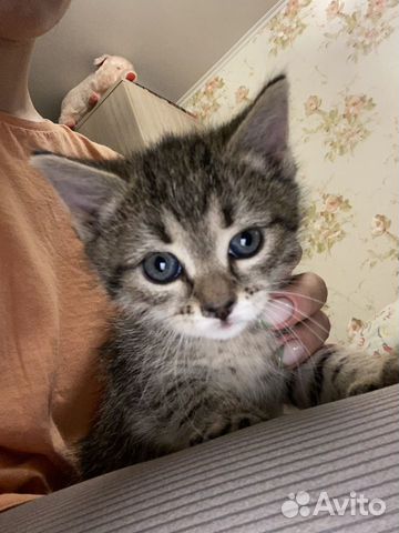 Котята в добрые руки бесплатно