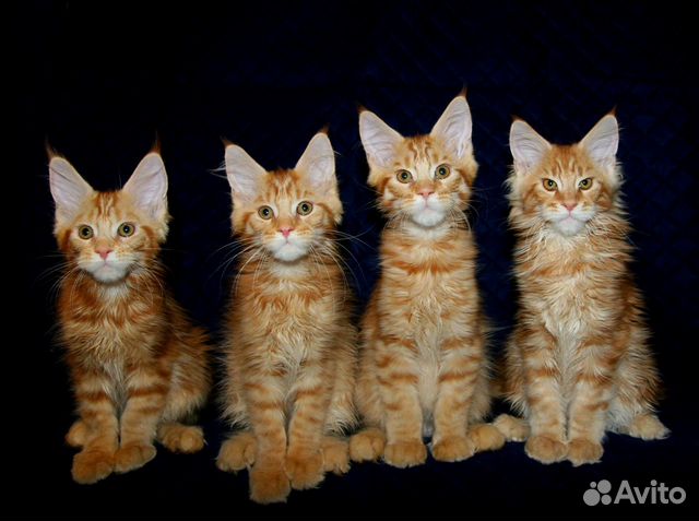 Шикарные рыжики