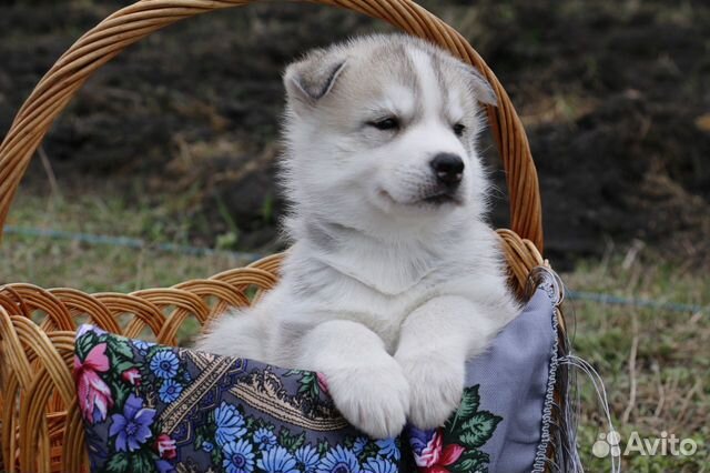 Малыши сибирский хаски
