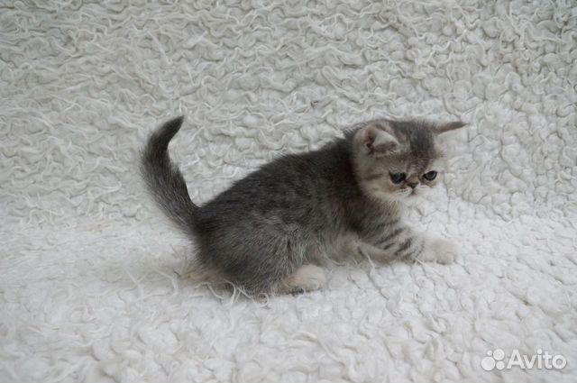 Серебристый котик-экзотик