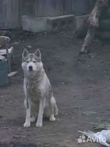 Найдена Хаски