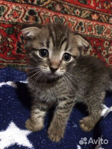 Отдам котят в добрые руки