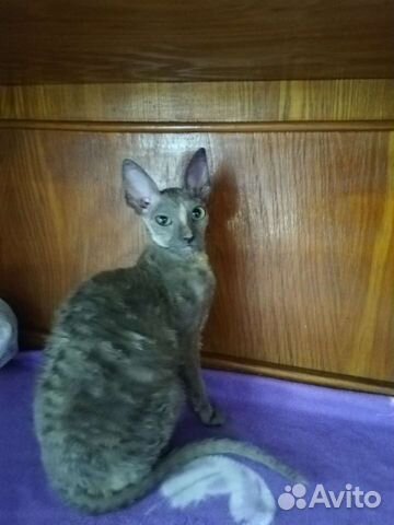 Котята корниш-рекс