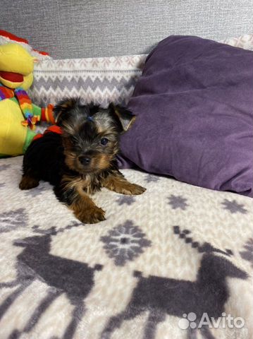 Йоркширский терьер