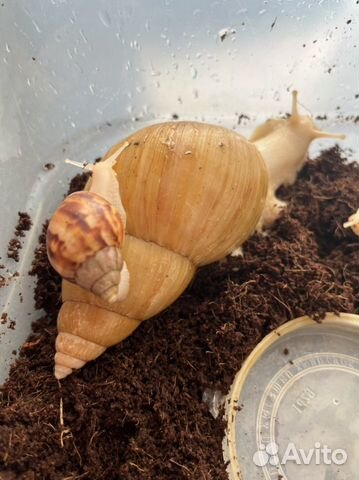 Улитки ахатины белые