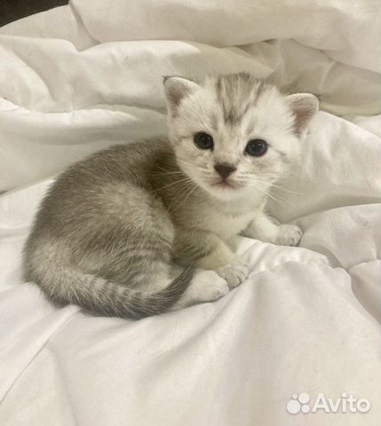 Котята британская серебристая шиншиллла