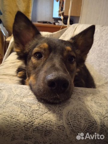 Овчаристый Рекс