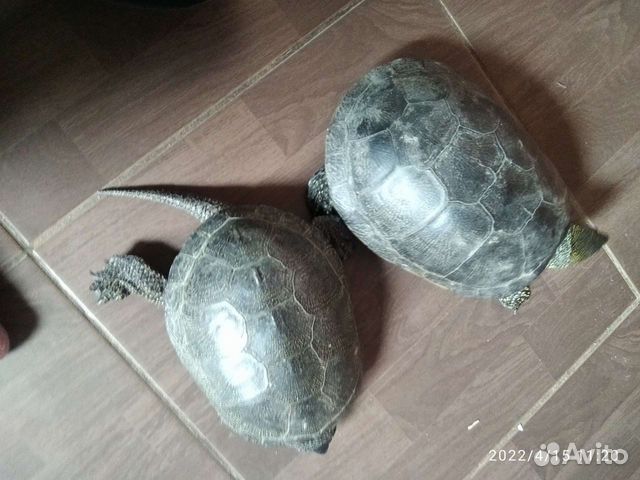 Болотная черепаха